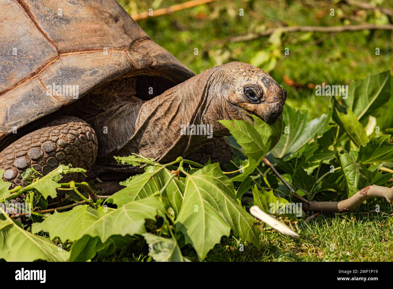 Head with mouth and neck of a giant tortoise eating leaves as food ...