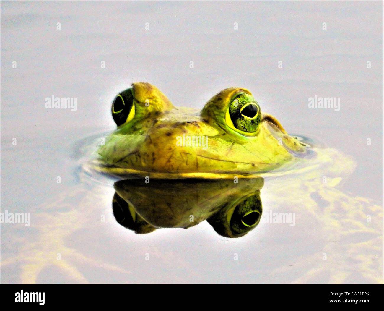 Panama frogs hi-res stock photography and images - Alamy