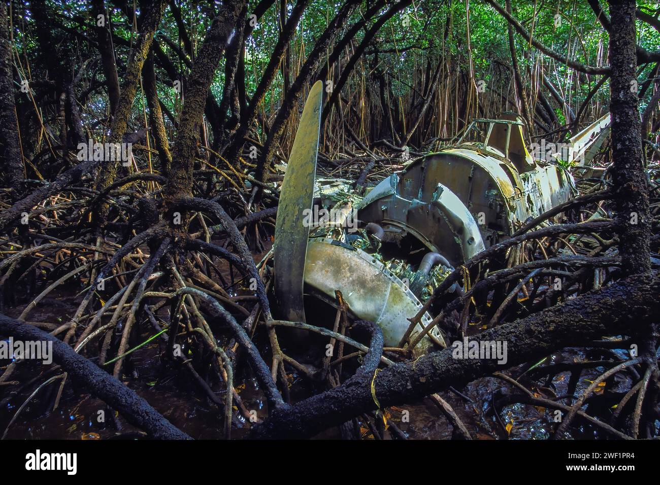 Crashed WW2 Grumman TBF Avenger, 45966, torpedo bomber, in a mangrove ...