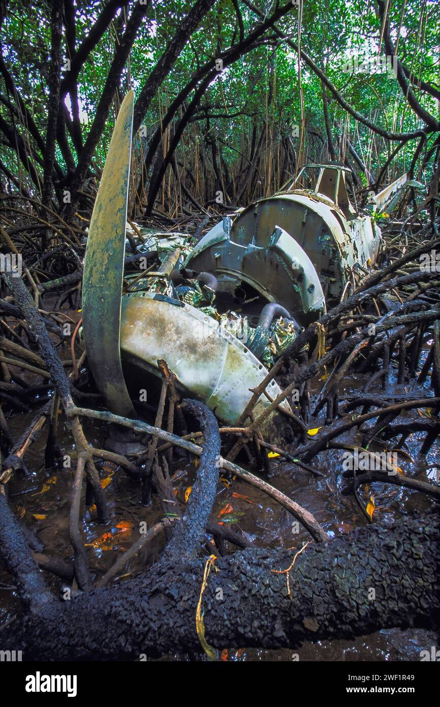 Crashed WW2 Grumman TBF Avenger, 45966, torpedo bomber, in a mangrove ...
