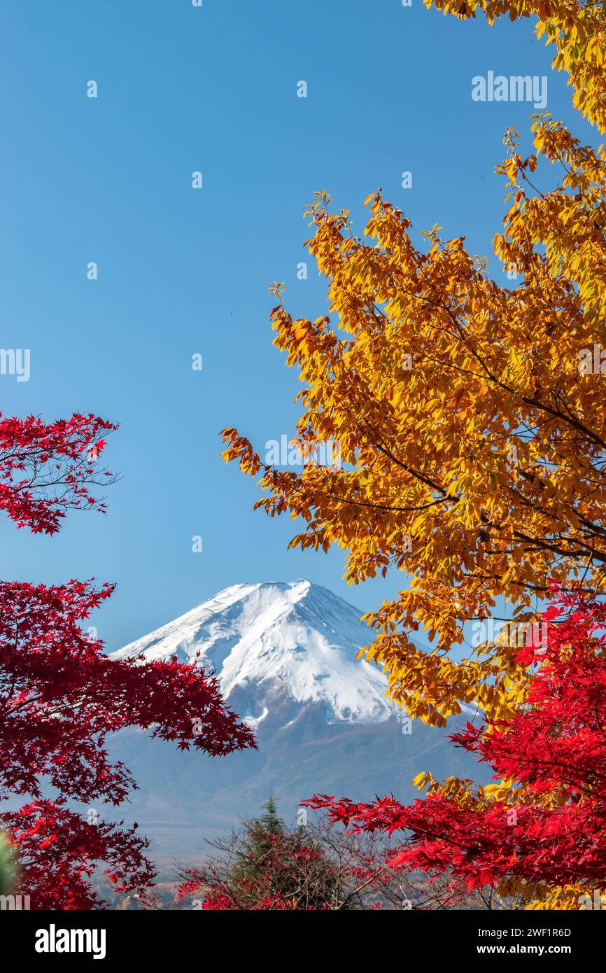 The snow-capped Mount Fuji in the background peeking through fall color ...