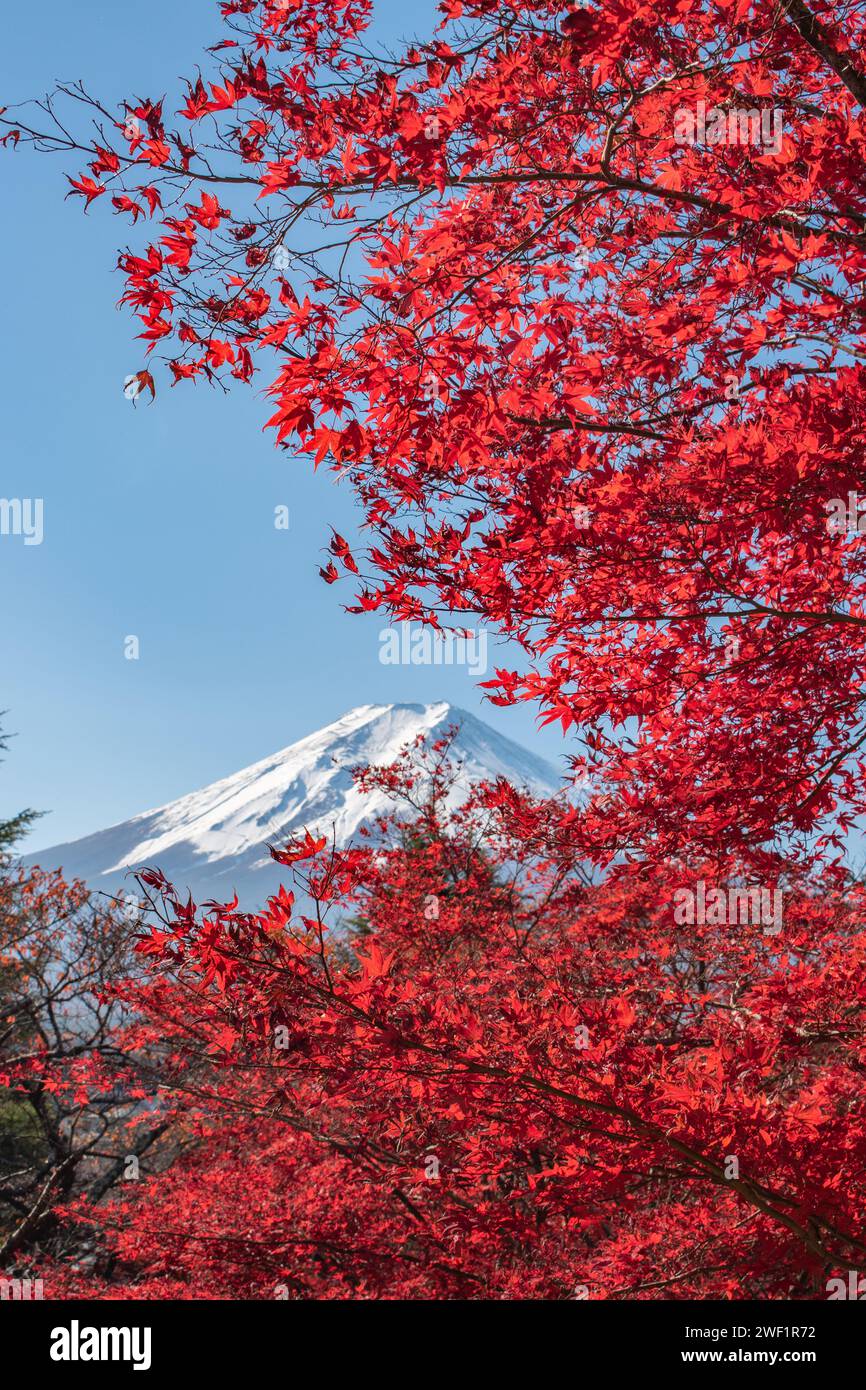 The snow-capped Mount Fuji in the background peeking through fall color, bright-colored autumn ...