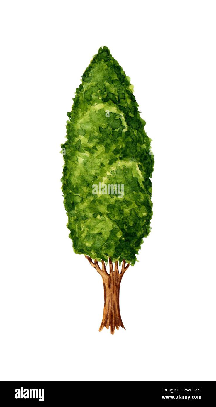 Watercolor illustration of green cypress bush. A natural shrub element ...