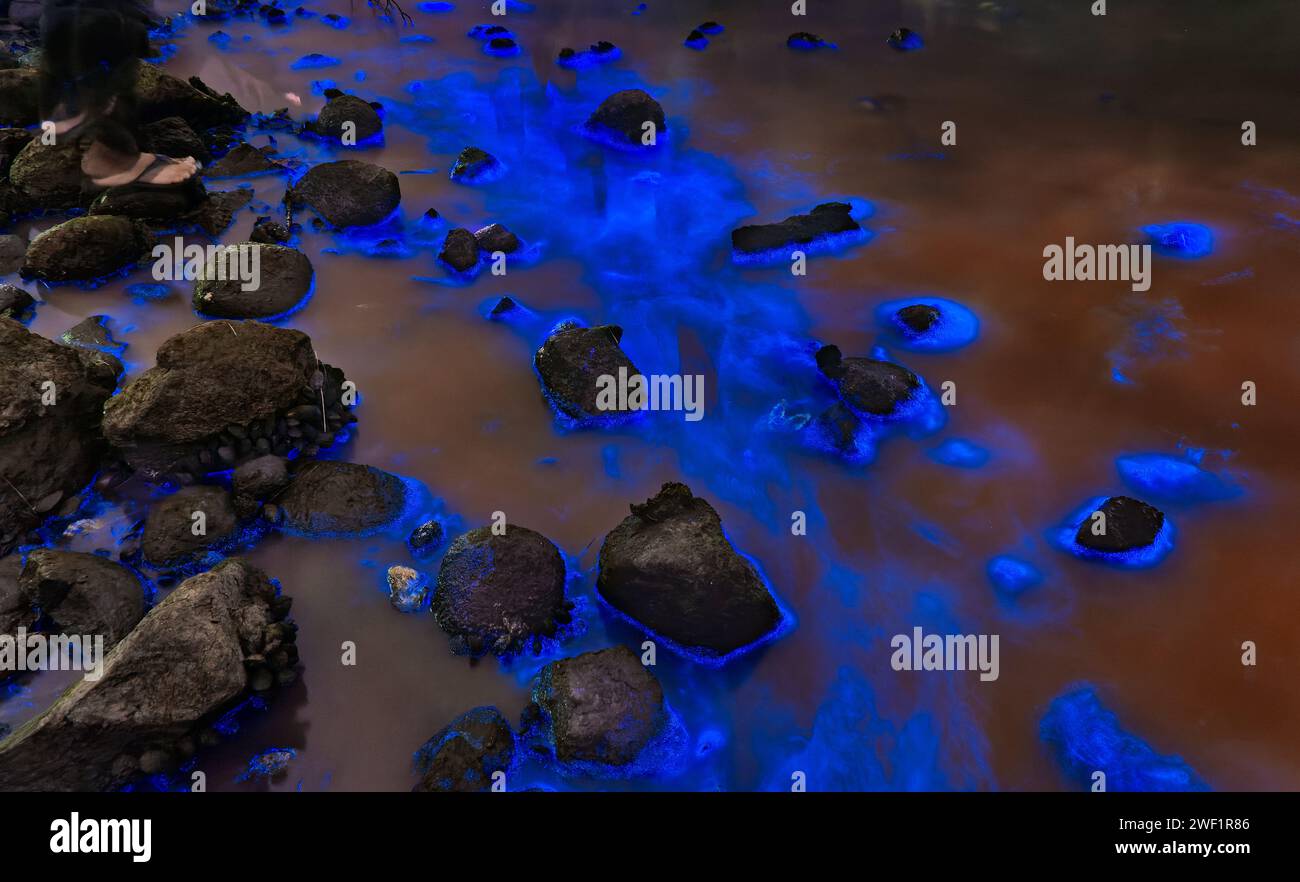 Sea Sparkle (Noctiluca scintillans) blue glowing algae in water at ...