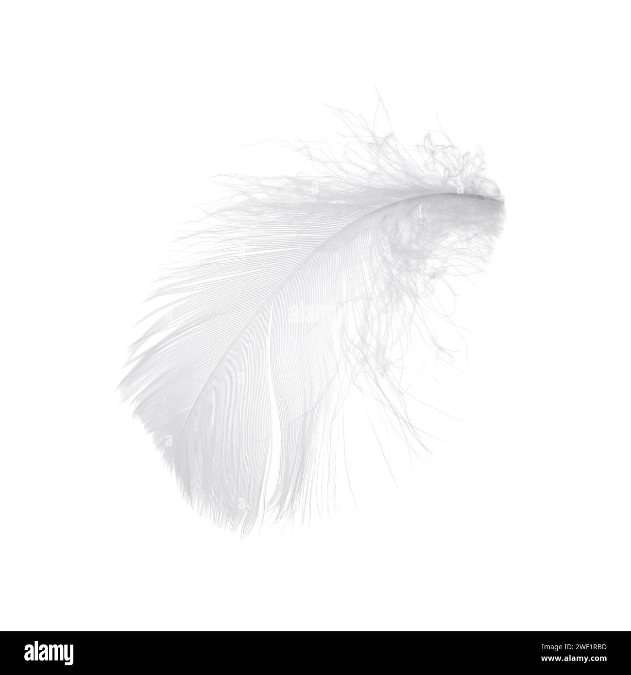 Beautiful fluffy bird feather isolated on white Stock Photo - Alamy