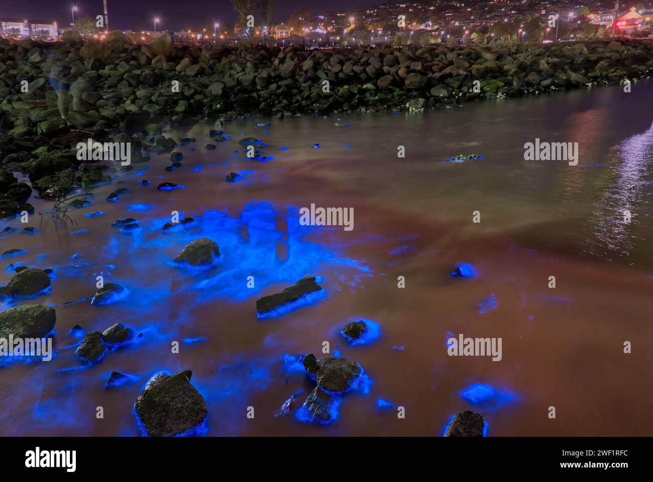 Single celled spheroid organism hi-res stock photography and images - Alamy