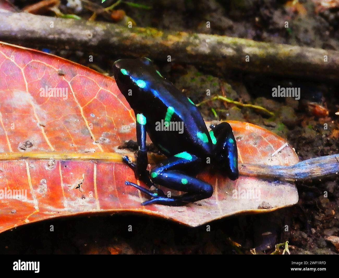 Panama frogs hi-res stock photography and images - Alamy