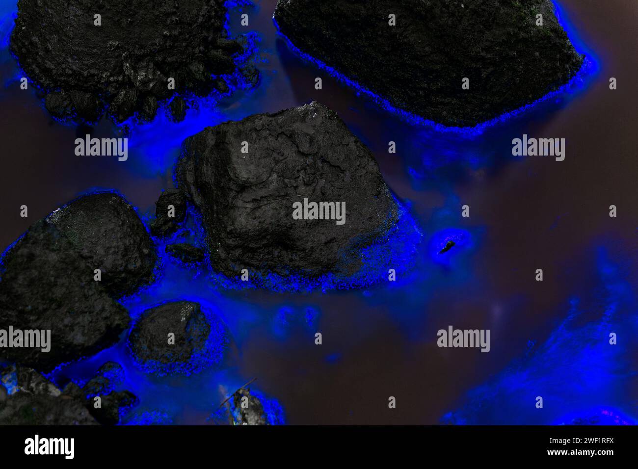 Sea Sparkle (Noctiluca scintillans) blue glowing algae in water at ...