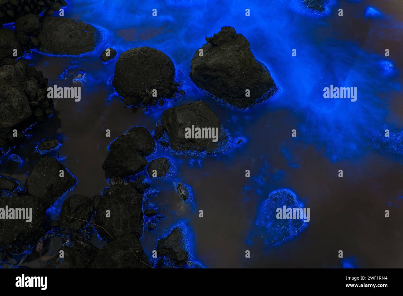 Noctiluca scintillans hi-res stock photography and images - Alamy