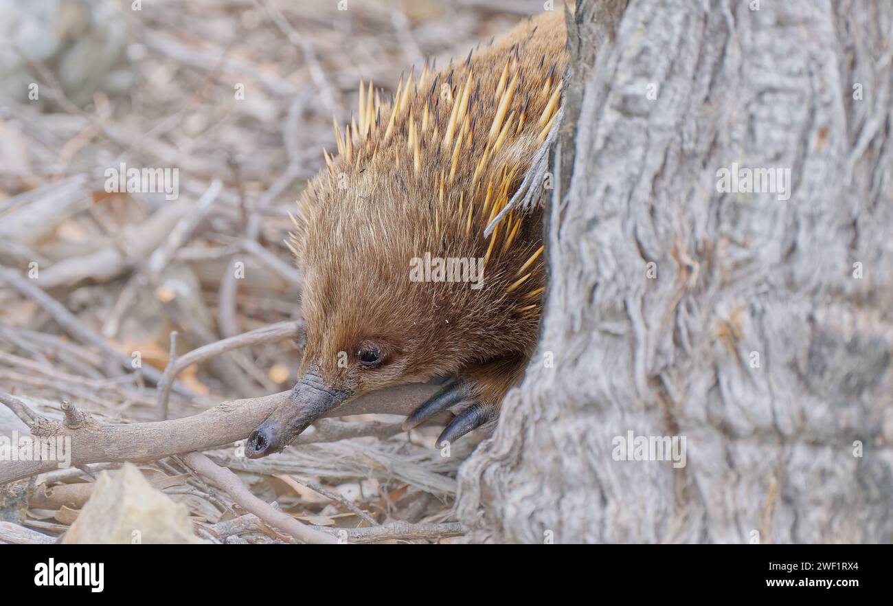Monotreme conservation hi-res stock photography and images - Alamy