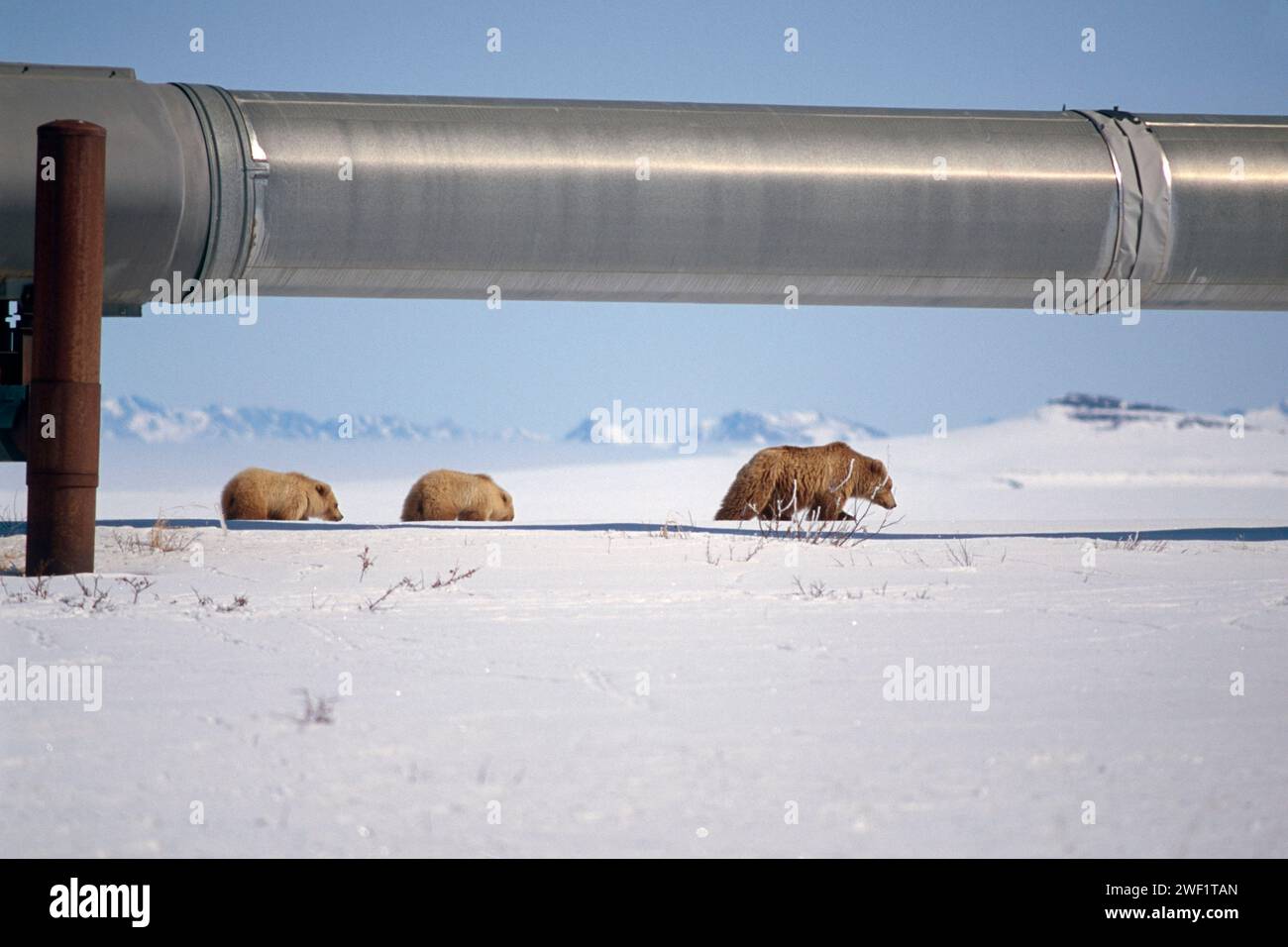 Trans alaska pipeline bear hi-res stock photography and images - Alamy