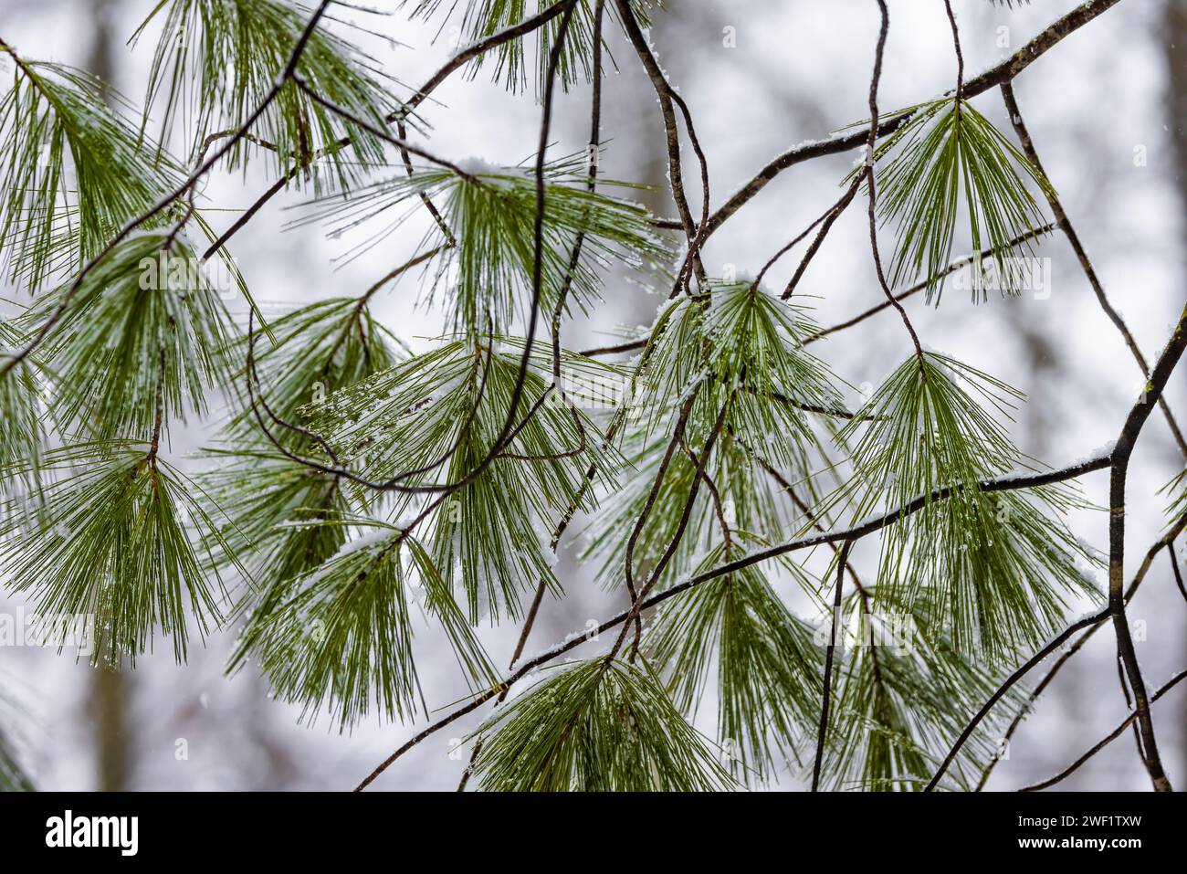 Eastern White Pine, Pinus strobus, needles with snow in winter in ...