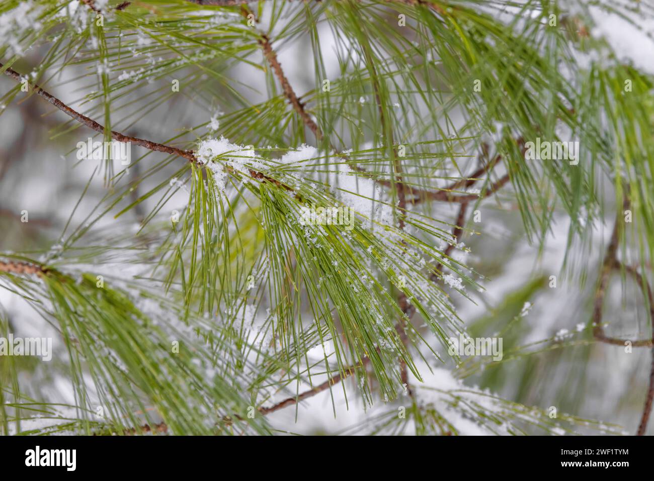 Eastern White Pine, Pinus strobus, needles with snow in winter in ...