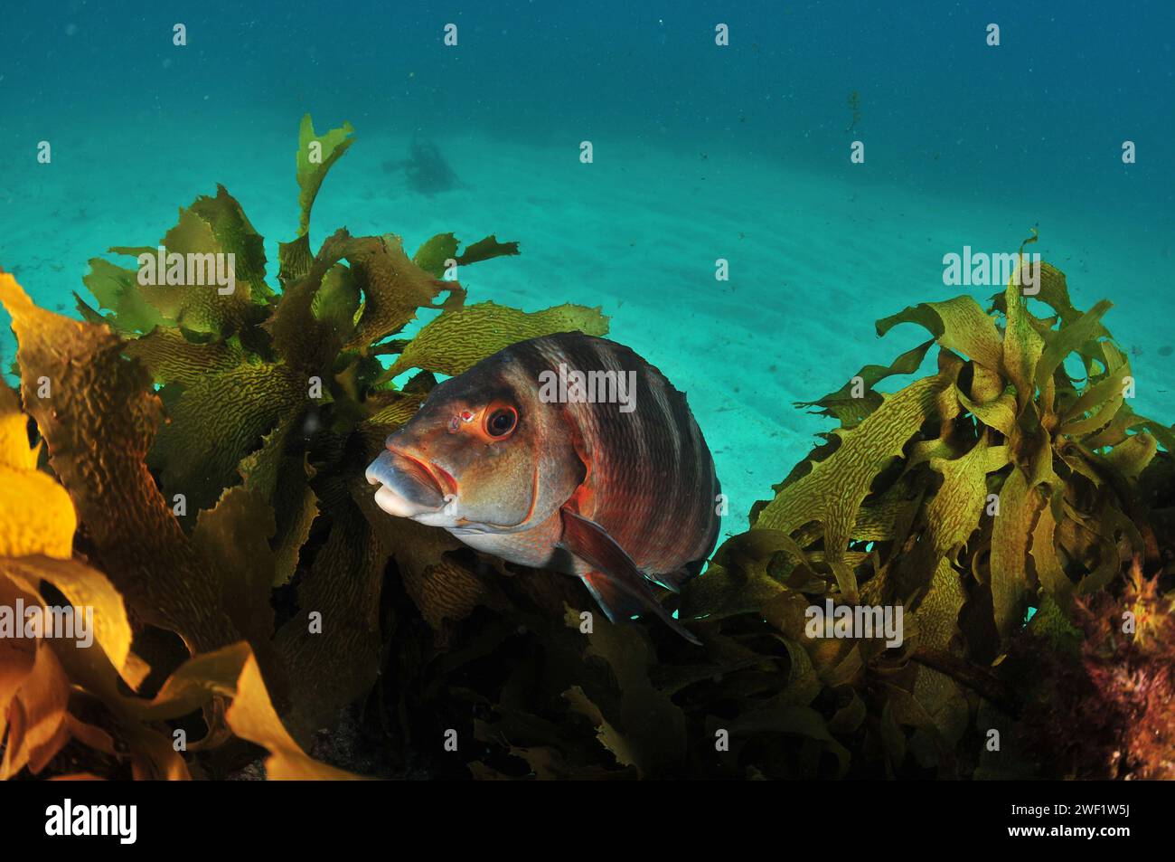 Detail of banded morwong Cheilodactylus spectabilis among fronds of ...