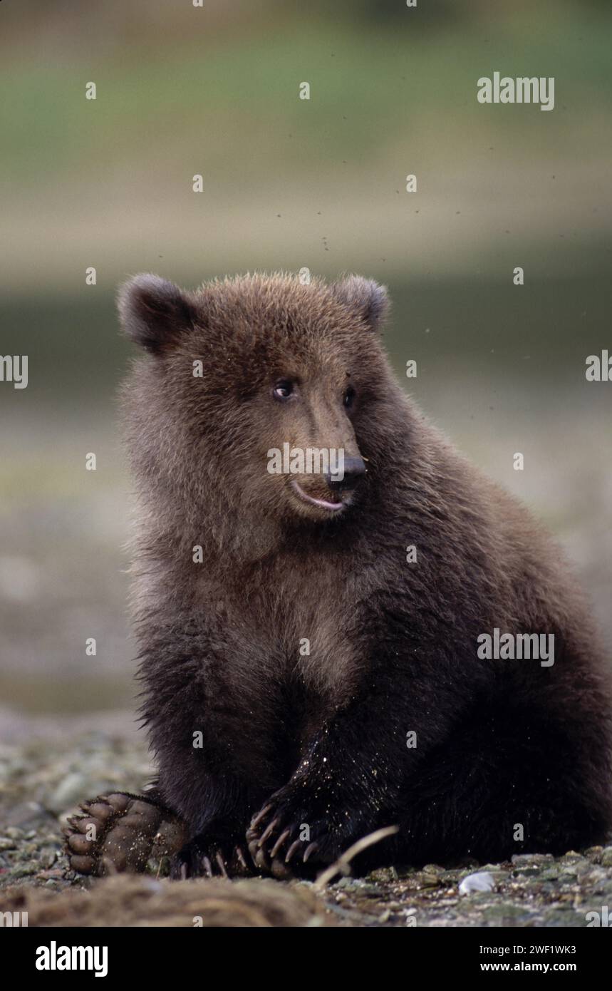 brown bear, Ursus arctos, grizzly bear, Ursus horribils, cub with ...