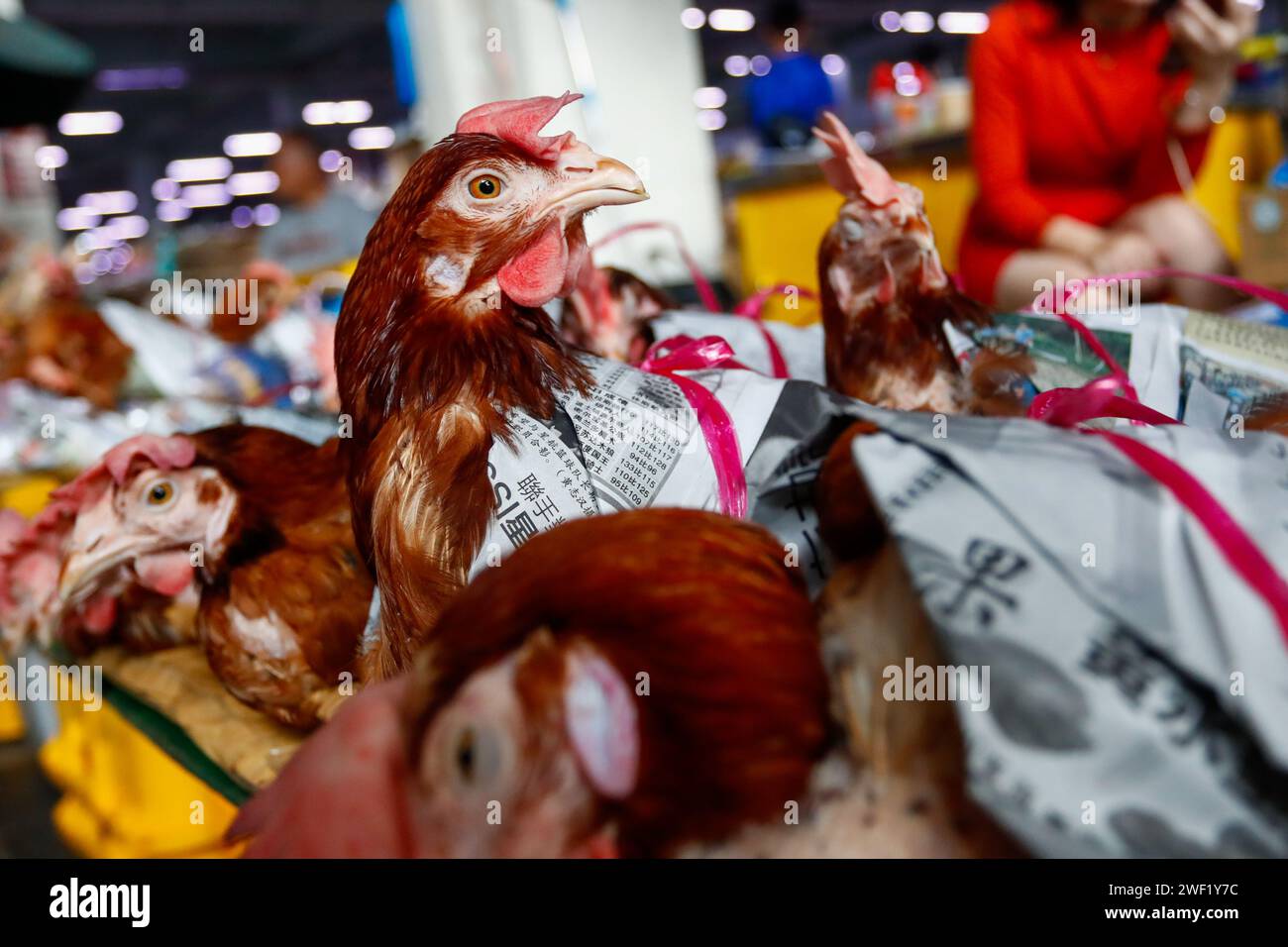Sibu, Sarawak, East Malaysia. 28th Jan, 2024. Living chickens wrapped ...
