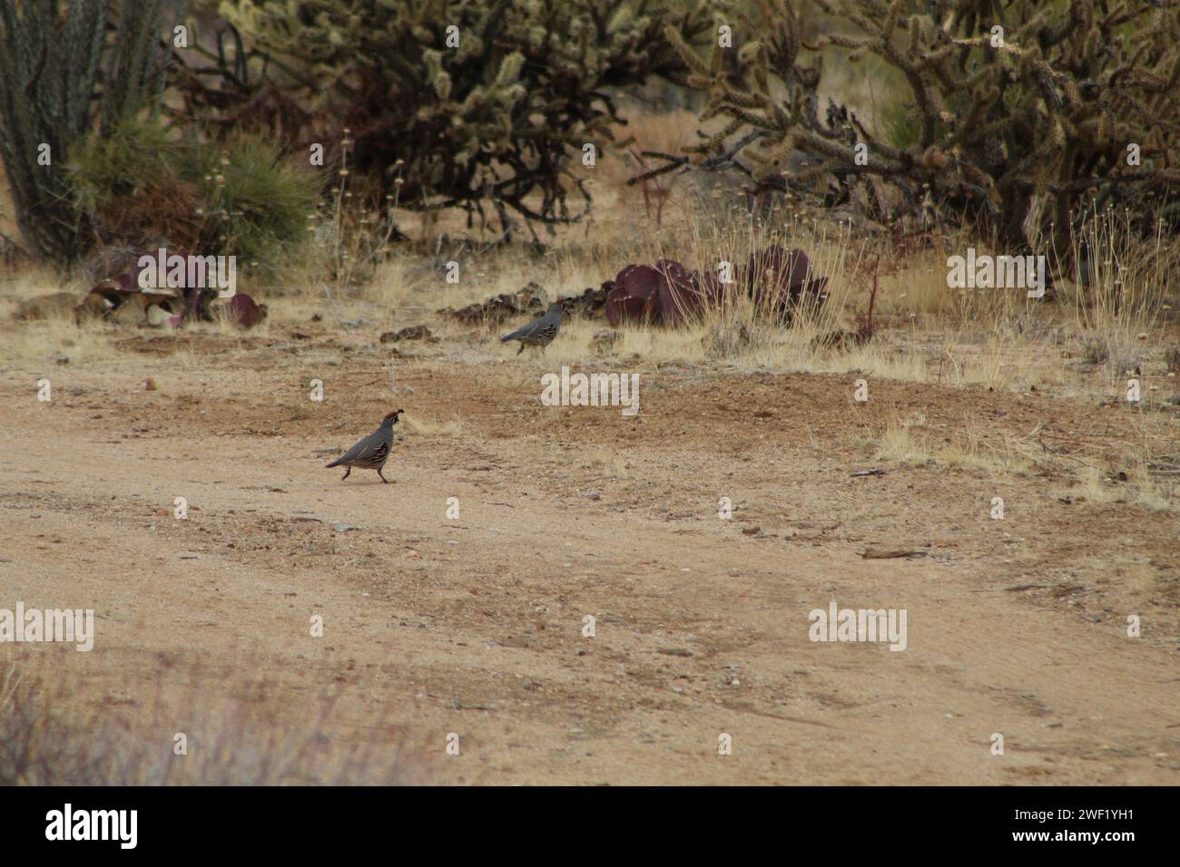 Quail in the Arizona desert, Mohave County Arizona Stock Photo - Alamy