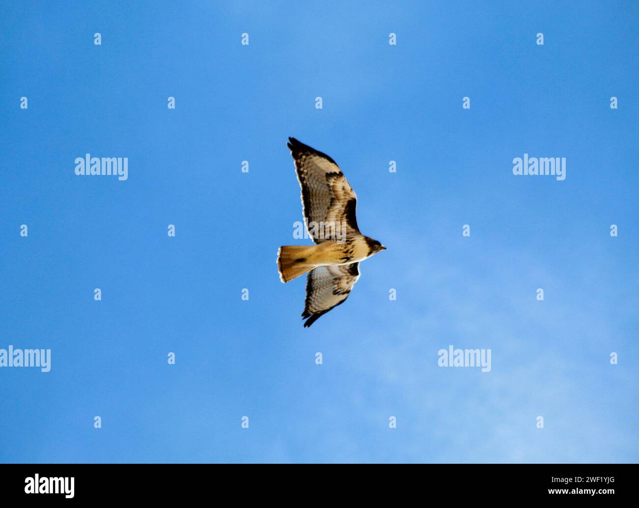 Red Tail Hawk soaring through the blue sky, wings extended Stock Photo ...