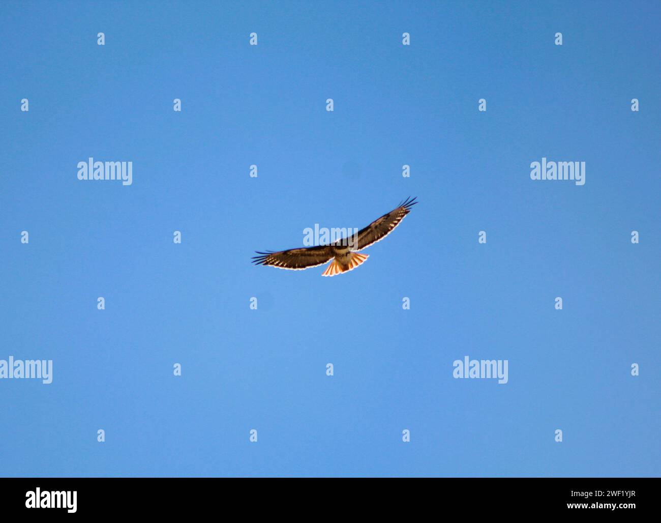 Red Tail Hawk soaring through the blue sky, wings extended Stock Photo ...