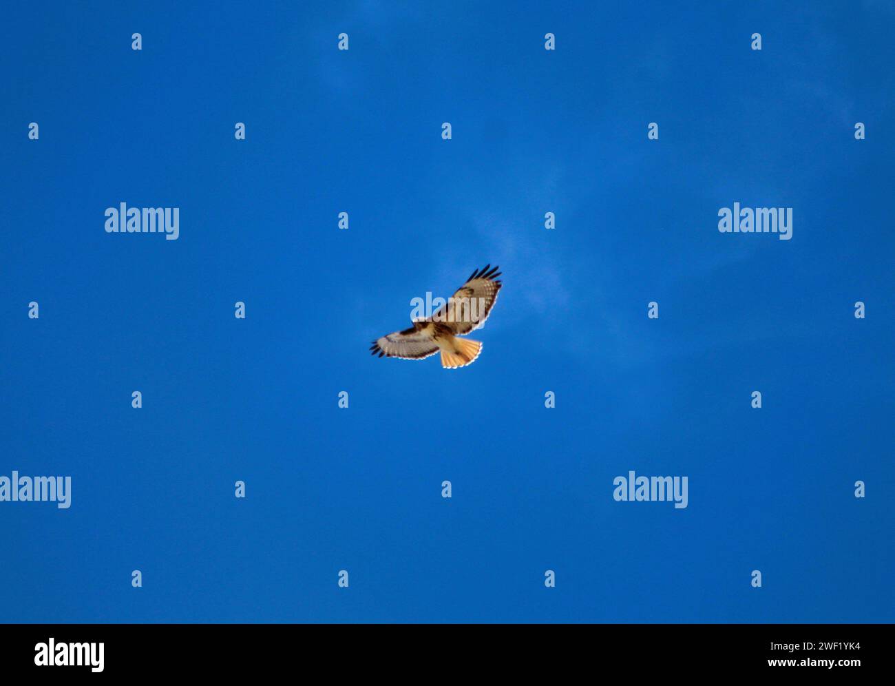 Red Tail Hawk soaring through the blue sky, wings extended Stock Photo ...