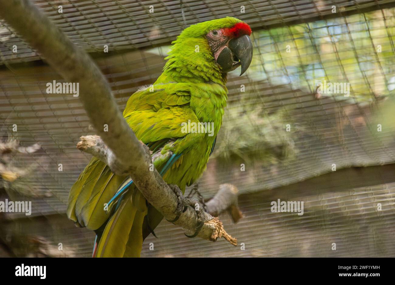 Great green macaw (Ara ambiguus) closeup, Copan, Honduras Stock Photo ...
