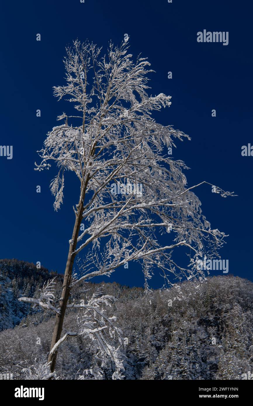 Logarska dolina picturesque valley hi-res stock photography and images ...