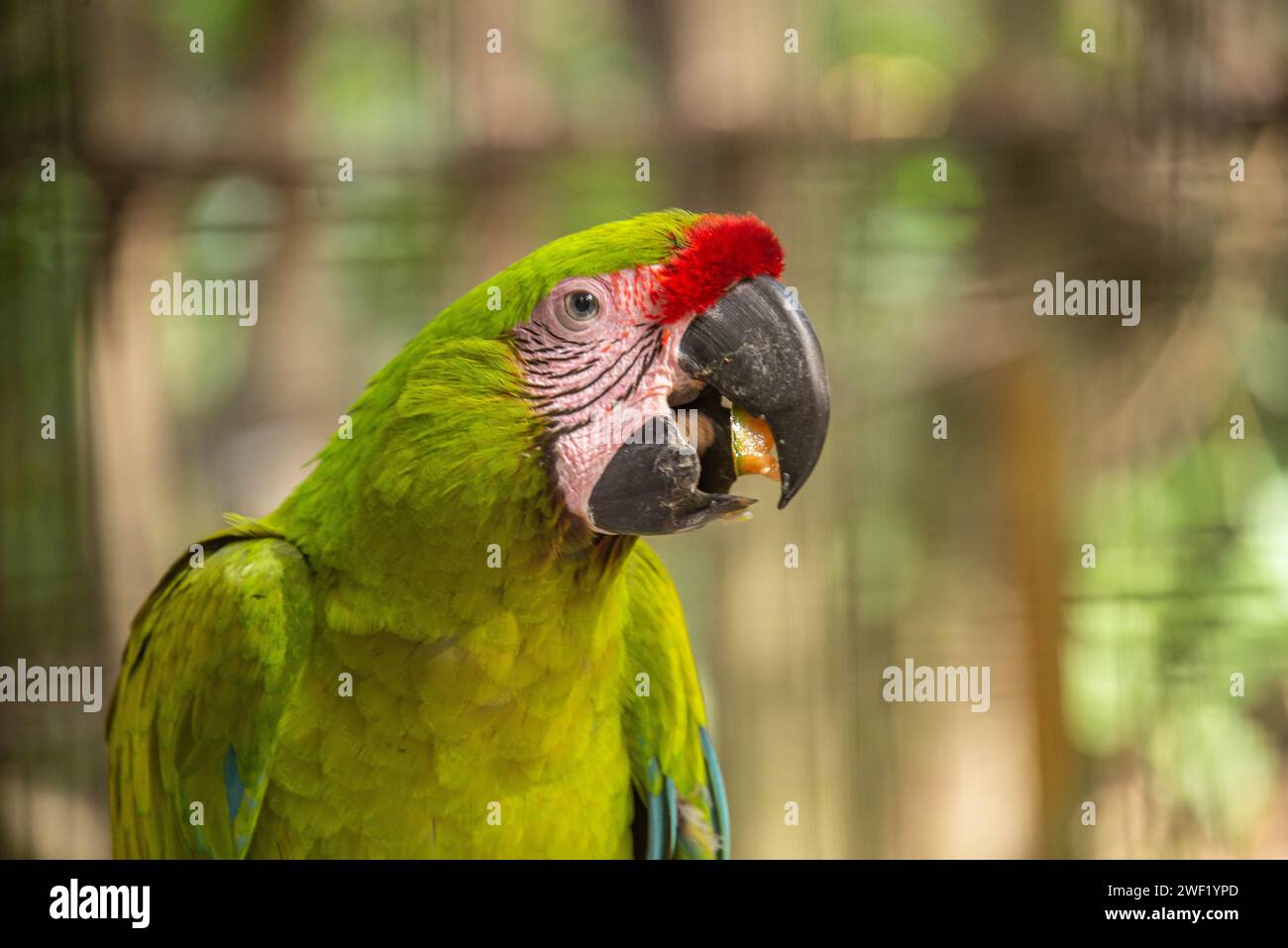 Great green macaw (Ara ambiguus) closeup, Copan, Honduras Stock Photo ...