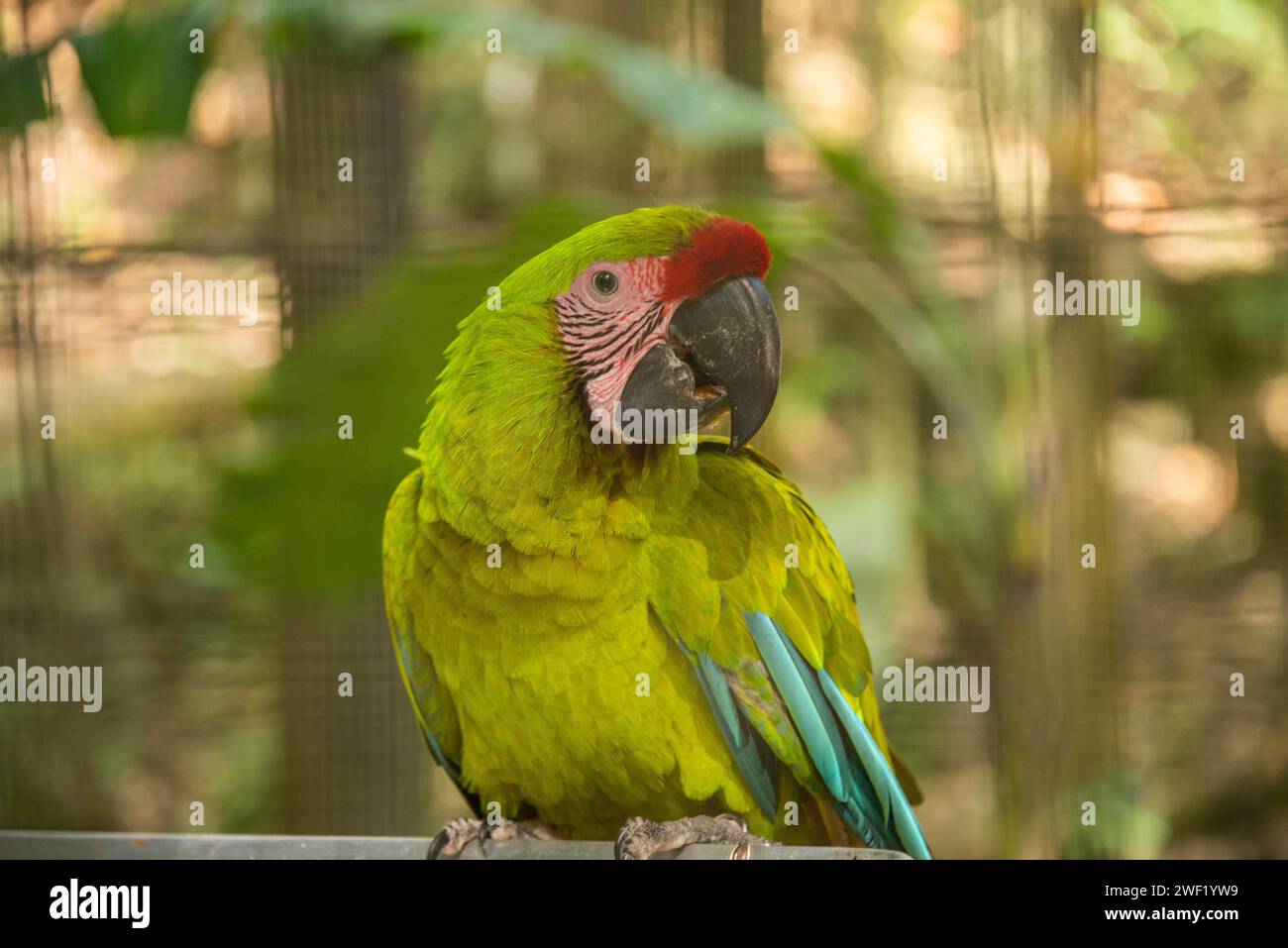 Great green macaw (Ara ambiguus) closeup, Copan, Honduras Stock Photo ...