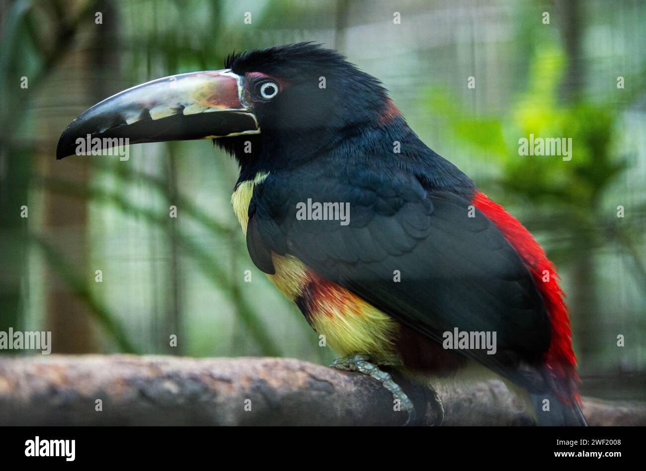 Collared aracari (Pteroglossus torquatus) closeup, Copan, Honduras ...