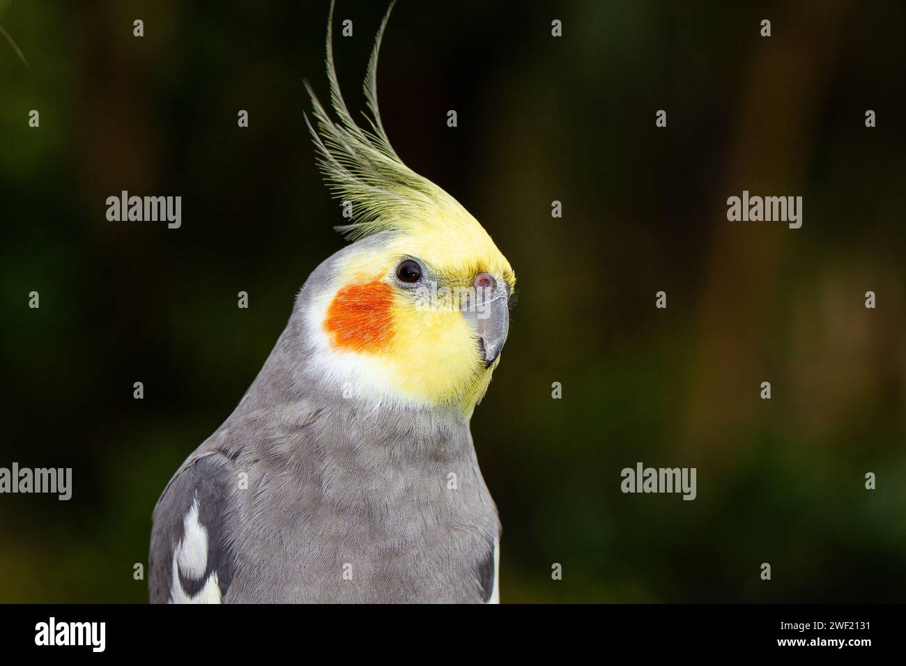 Australian cockatiel hi-res stock photography and images - Alamy