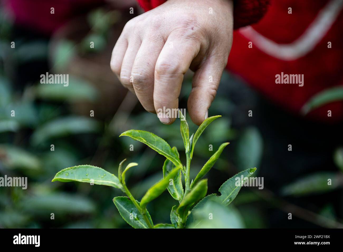 YICHANG, CHINA - JANUARY 27, 2024 - Villagers pick tea buds in Yichang ...