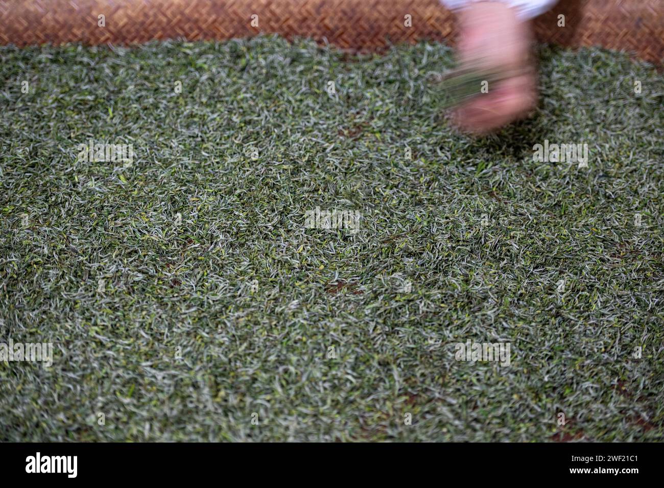 YICHANG, CHINA - JANUARY 27, 2024 - A worker makes tea at a tea ...
