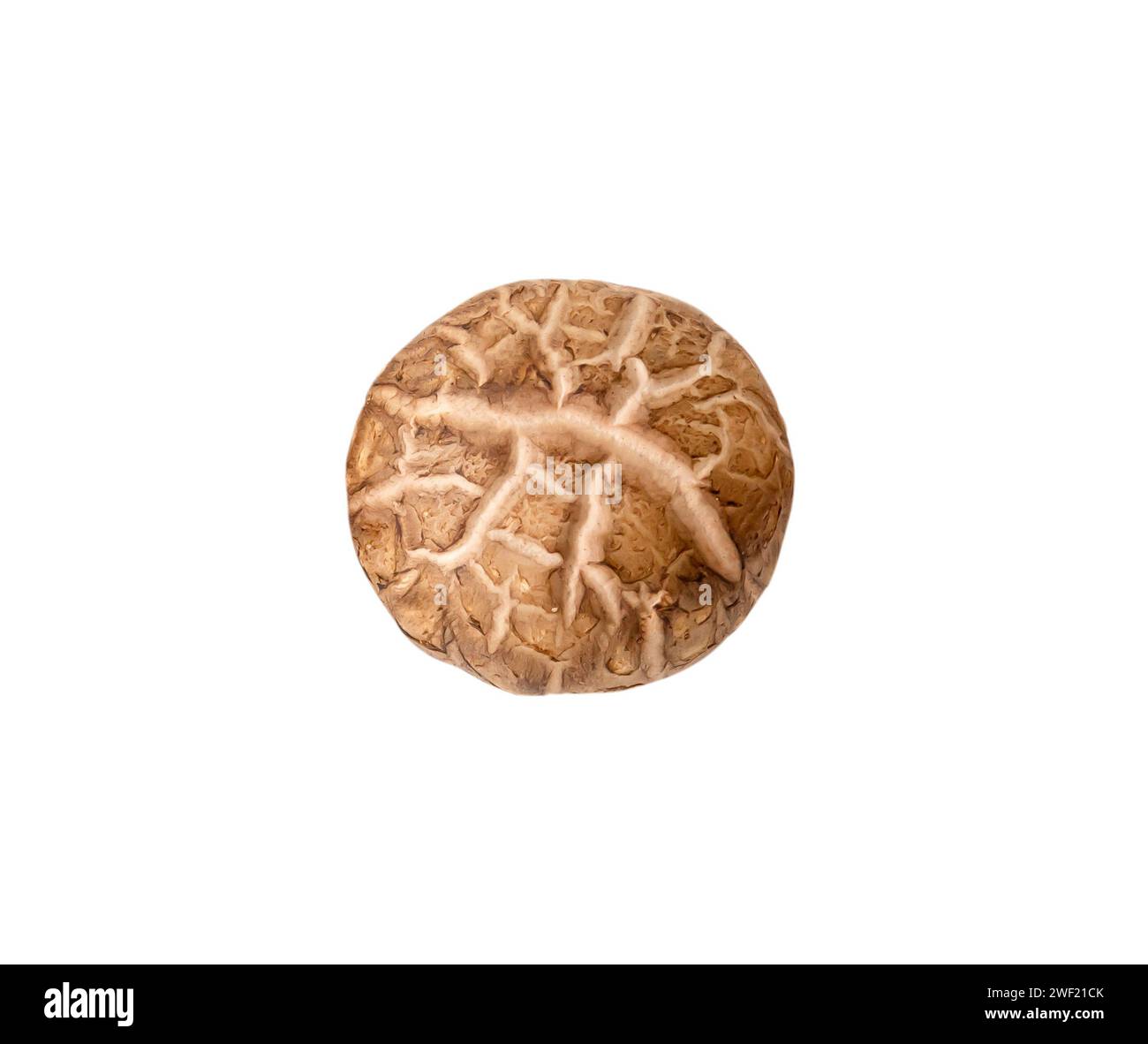 Top view of fresh or dry shiitake mushroom is isolated on white ...