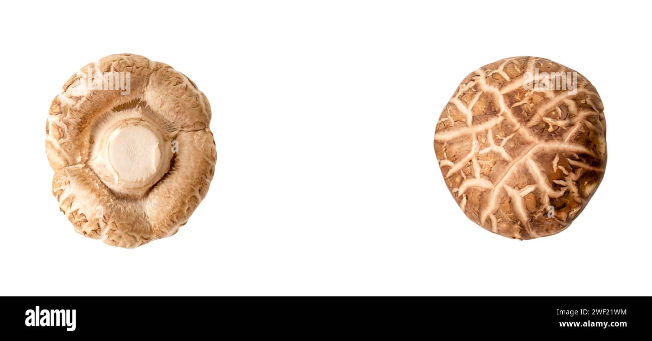Top view of fresh and dry shiitake mushroom in set is isolated on white ...