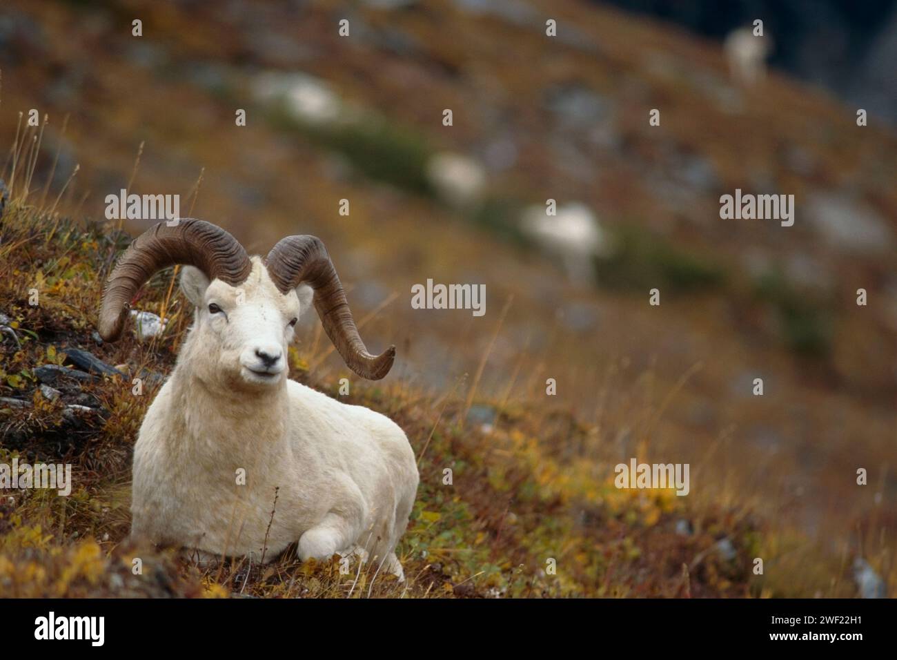 dall sheep, Ovis dalli, ram resting on Mount Margaret, Denali National ...