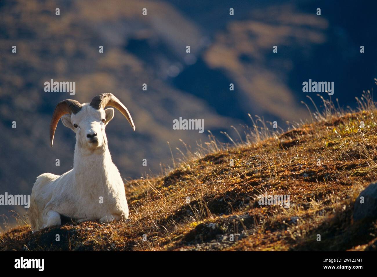 dall sheep, Ovis dalli, ram resting Brooks Range Arctic of Alaska Stock ...
