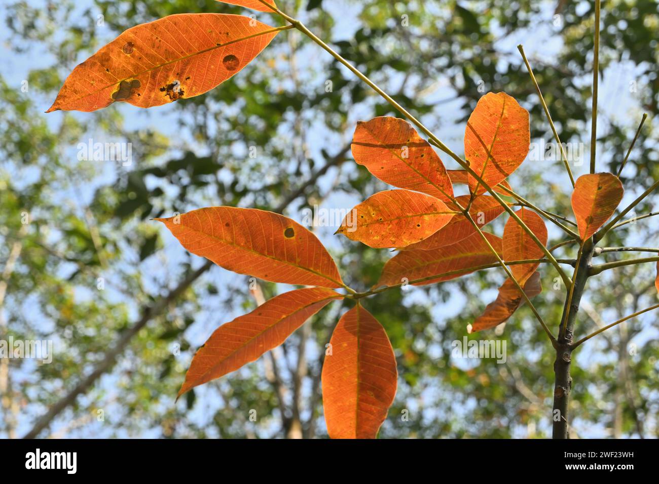 Rubber leaves drying hi-res stock photography and images - Alamy
