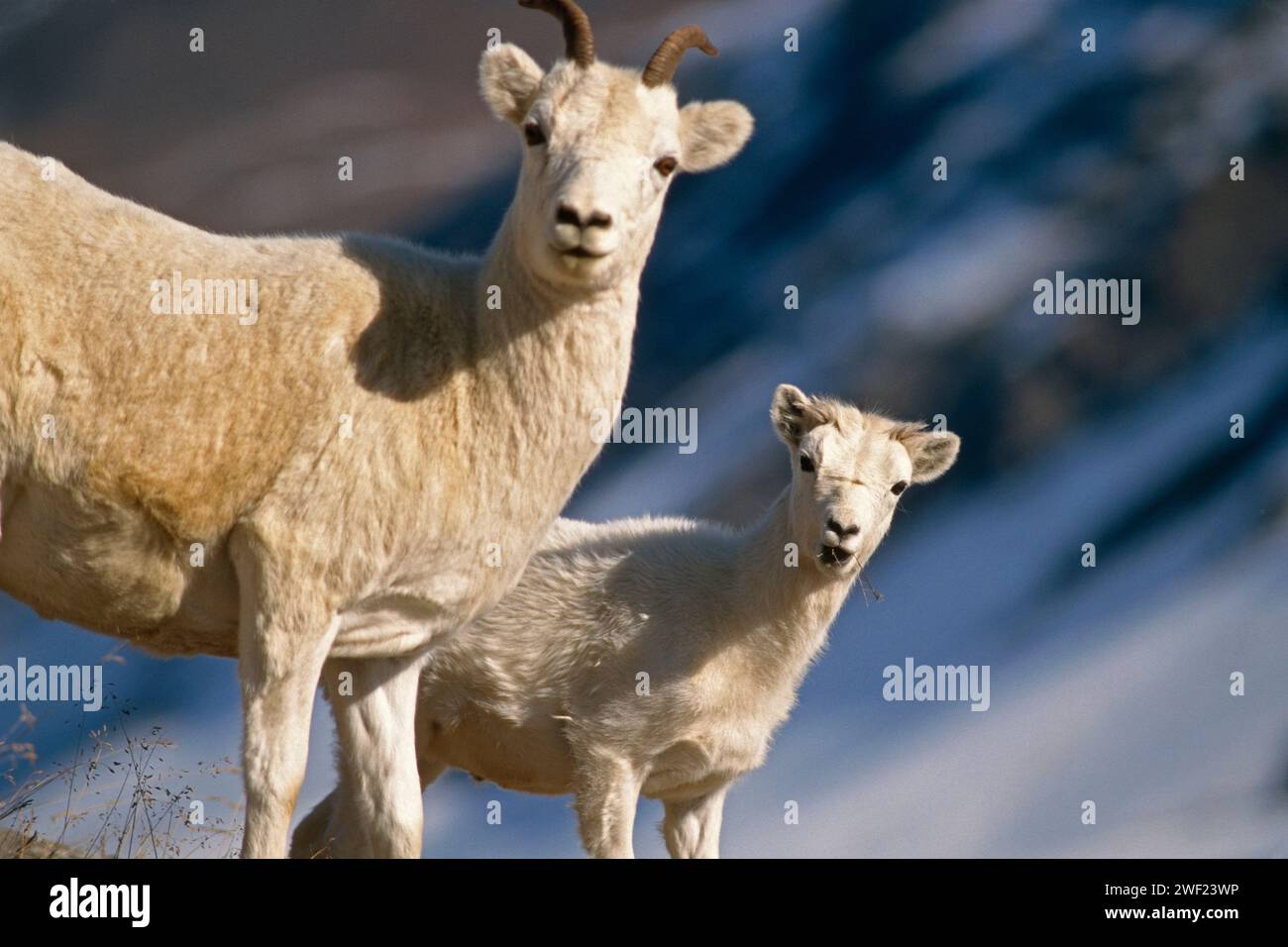 dall sheep, Ovis dalli, ewe and lamb Brooks Range Arctic of Alaska ...