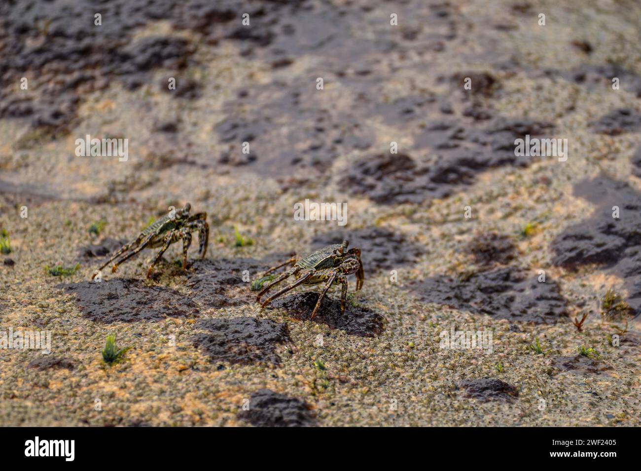 Crab on wet stone. Wet granite rocks provide stage for crab intricate ...