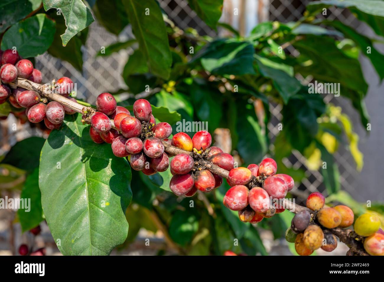 image capturing coffee beans in various stages of ripening on branches ...