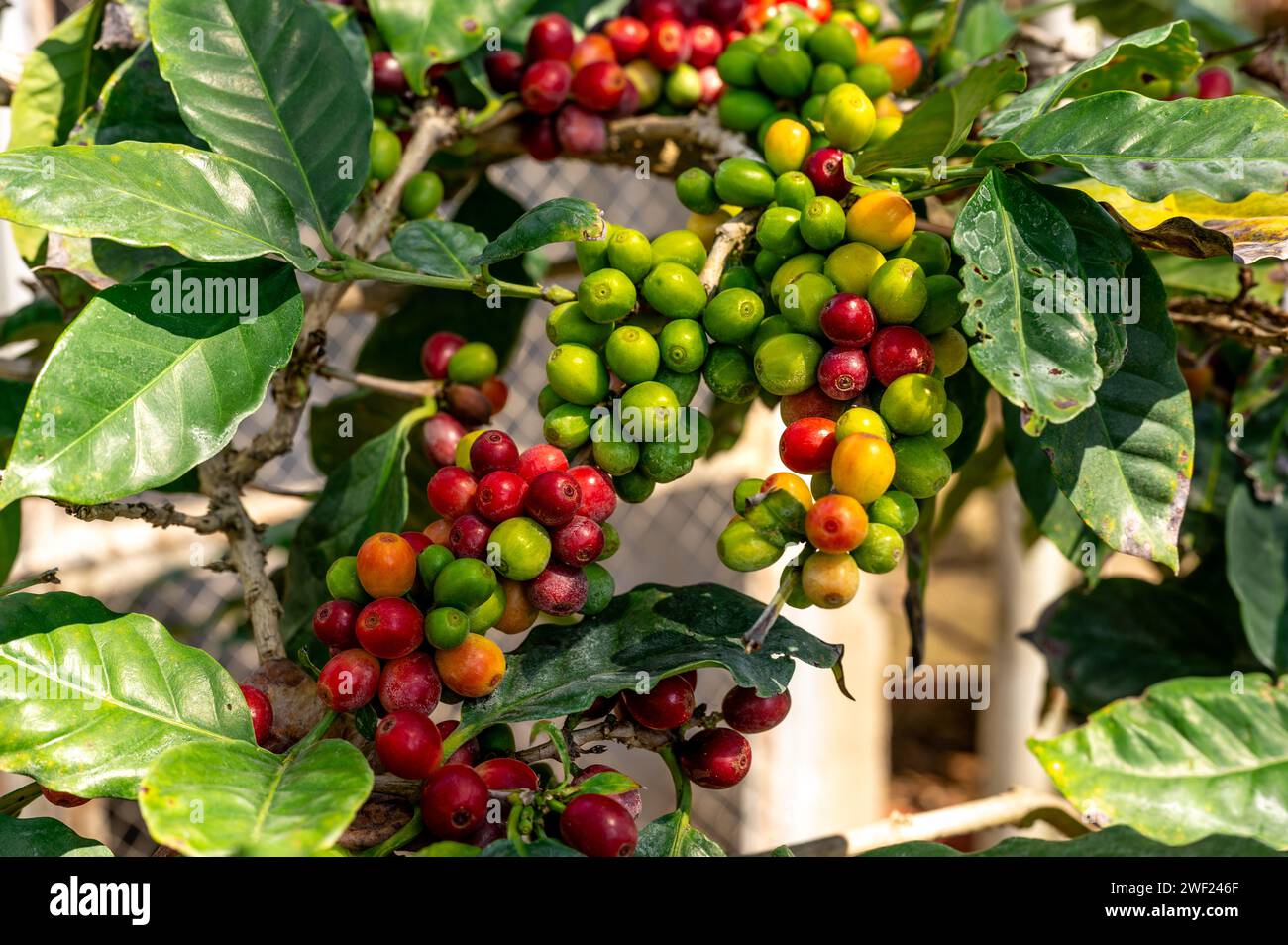 image capturing coffee beans in various stages of ripening on branches ...