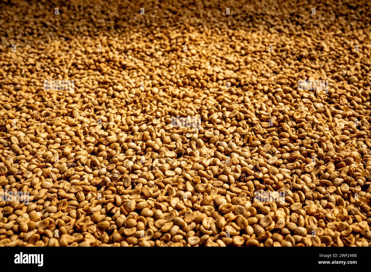 drying coffee beans. intricate process of drying coffee beans post ...