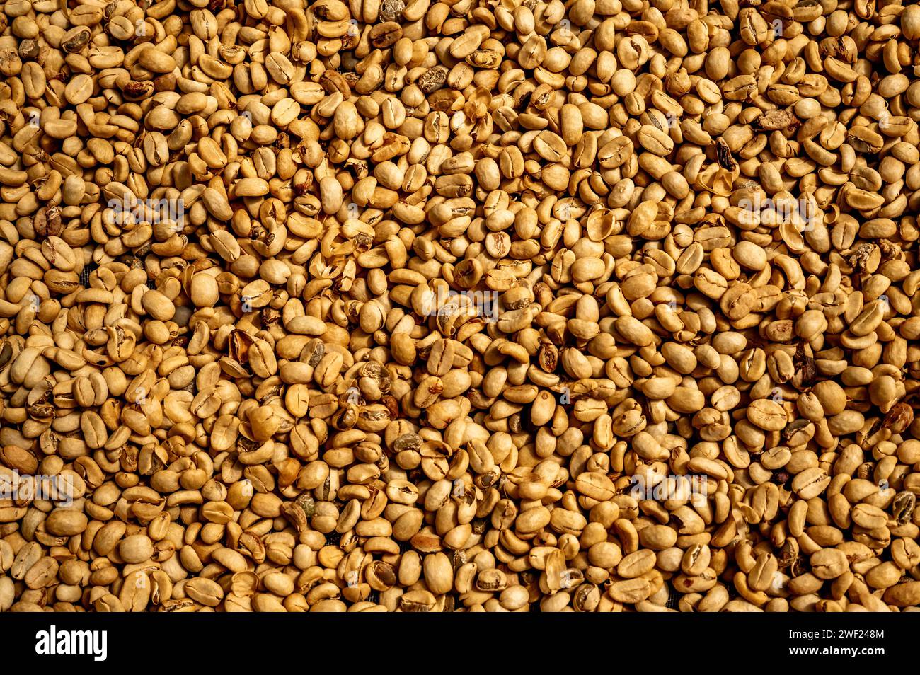 drying coffee beans. intricate process of drying coffee beans post ...