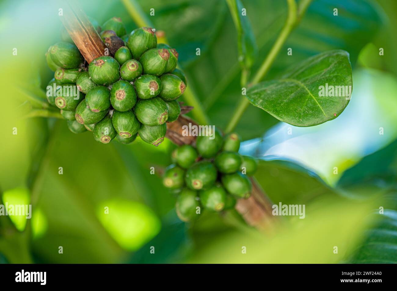 harvesting coffee agriculture. Coffee harvest, ripe fruits located ...