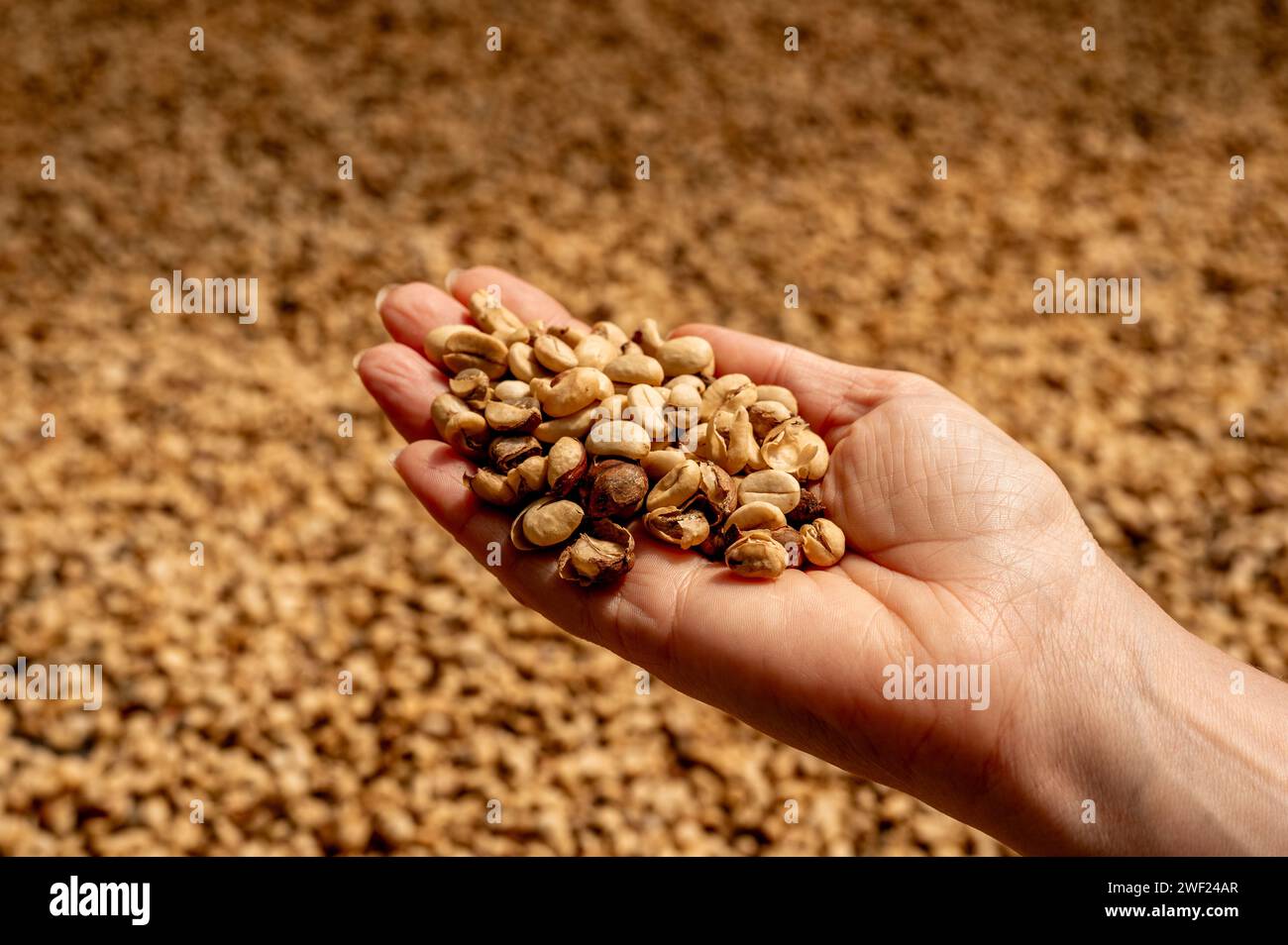 Close up Hand with Raw coffee beans heap dry green seed. Farmer's hands ...