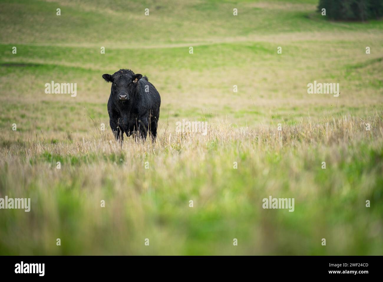 stud prime beef wagyu bull in a grass fed free range farm in a farming ...