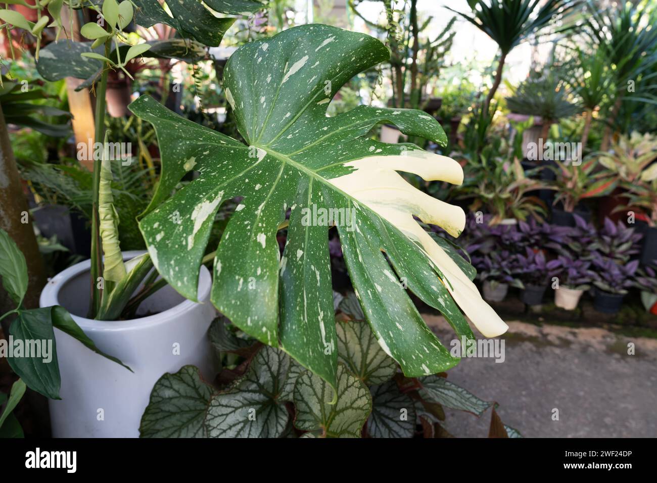 Close up of Monstera Thai Constellation Variegated leaves Stock Photo ...
