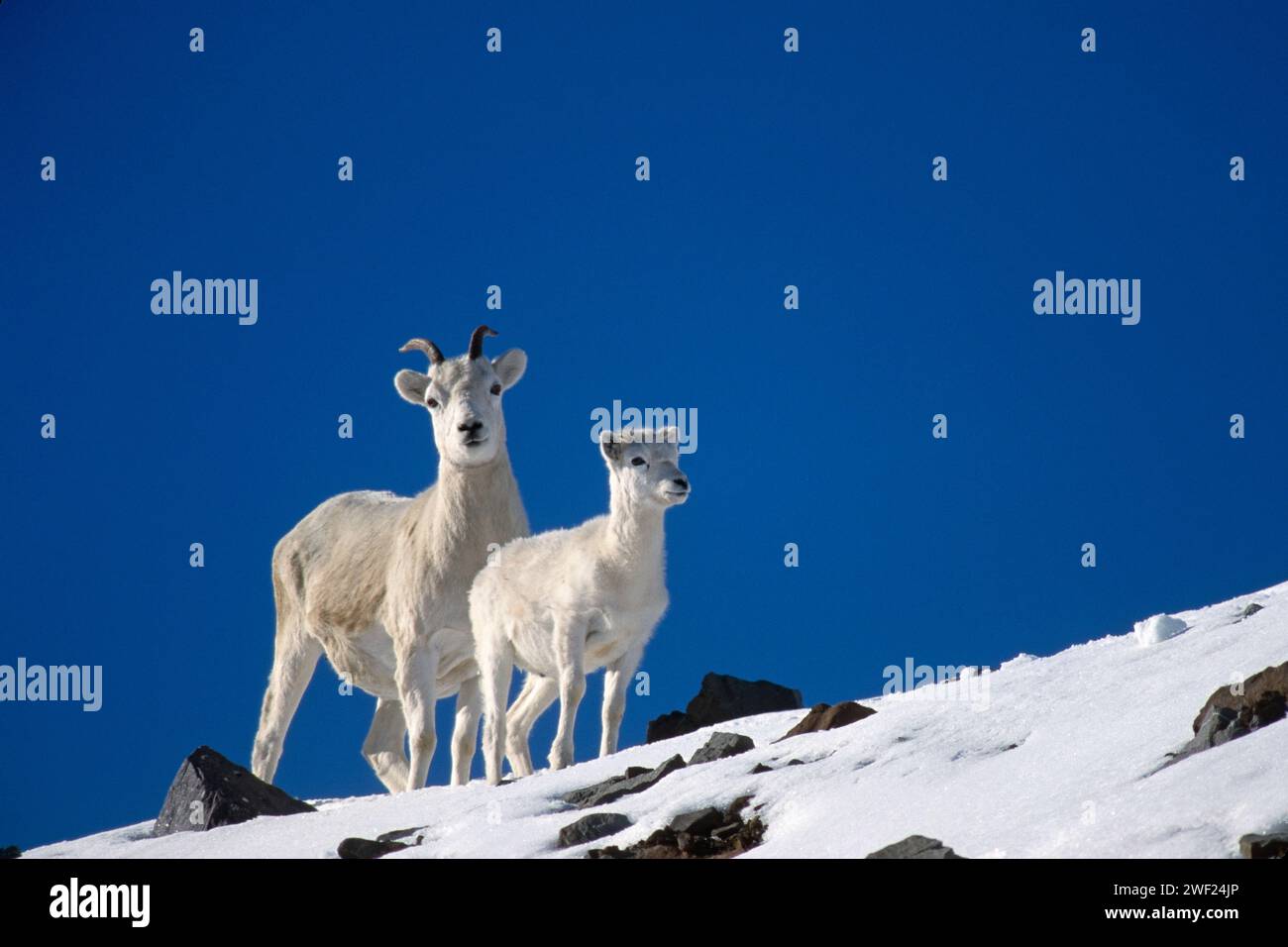 dall sheep, Ovis dalli, ewe and lamb in the Brooks Range, Alaska Stock ...