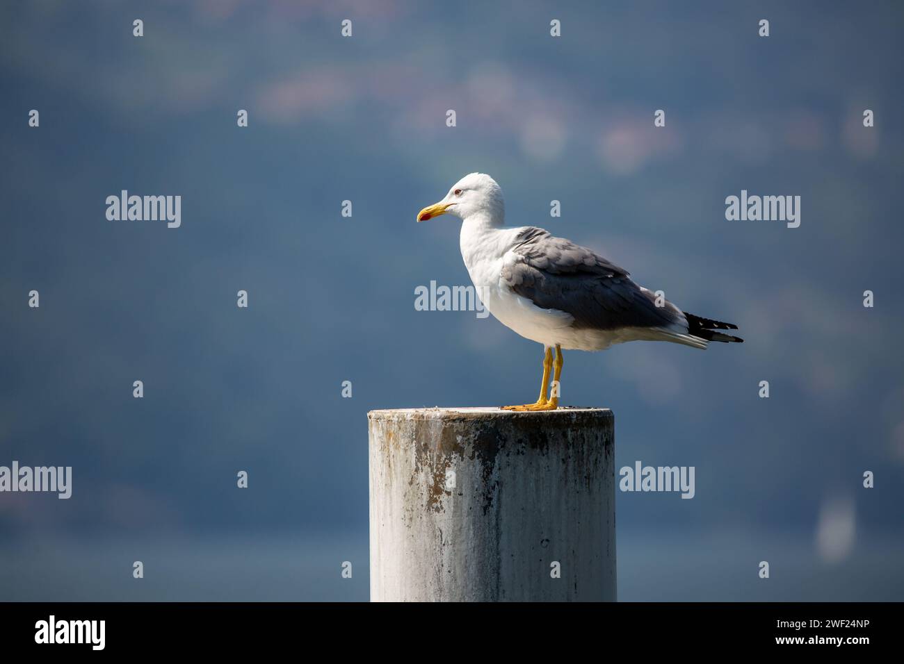 A seagull stands on a dock piling in Lombardy, Italy Stock Photo - Alamy