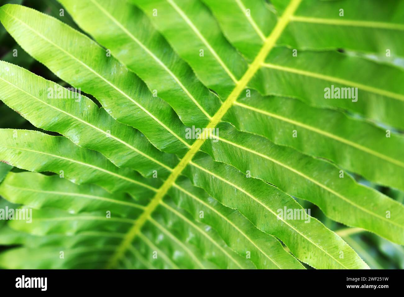 Blechnum Gibbum Silver Lady Fern Stock Photo - Alamy